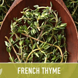 French Thyme Seeds - Culinary Herb, Medicinal Use, Non-gmo - Etsy