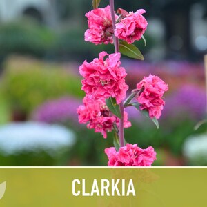 Clarkia Flower Seeds - Heirloom Seeds, California Native Wildflower Mix ...