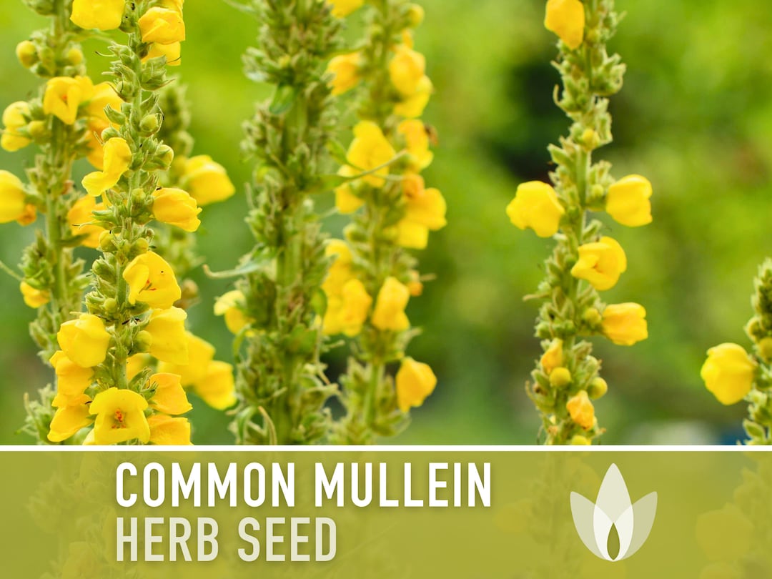 Common Mullein Seeds - Heirloom Seeds, Medicinal Herb Seeds, Verbascum ...