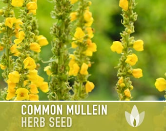 Bulk Mullein Seeds, Common, Organic Verbascum Thapsus VE011C - Etsy