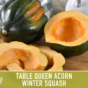 Table Queen Acorn Winter Squash Heirloom Seeds - Short Season, Buttery ...
