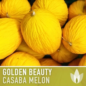 Golden Beauty Casaba Melon Seeds - Heirloom Seeds, White Flesh, Yellow ...