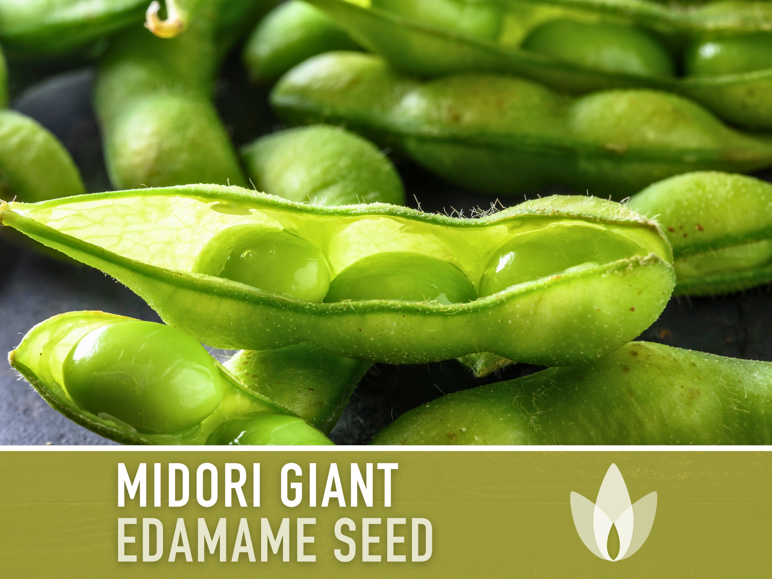 Midori Giant Edamame Seeds - Heirloom Seeds, Organic Soybean, Japanese ...