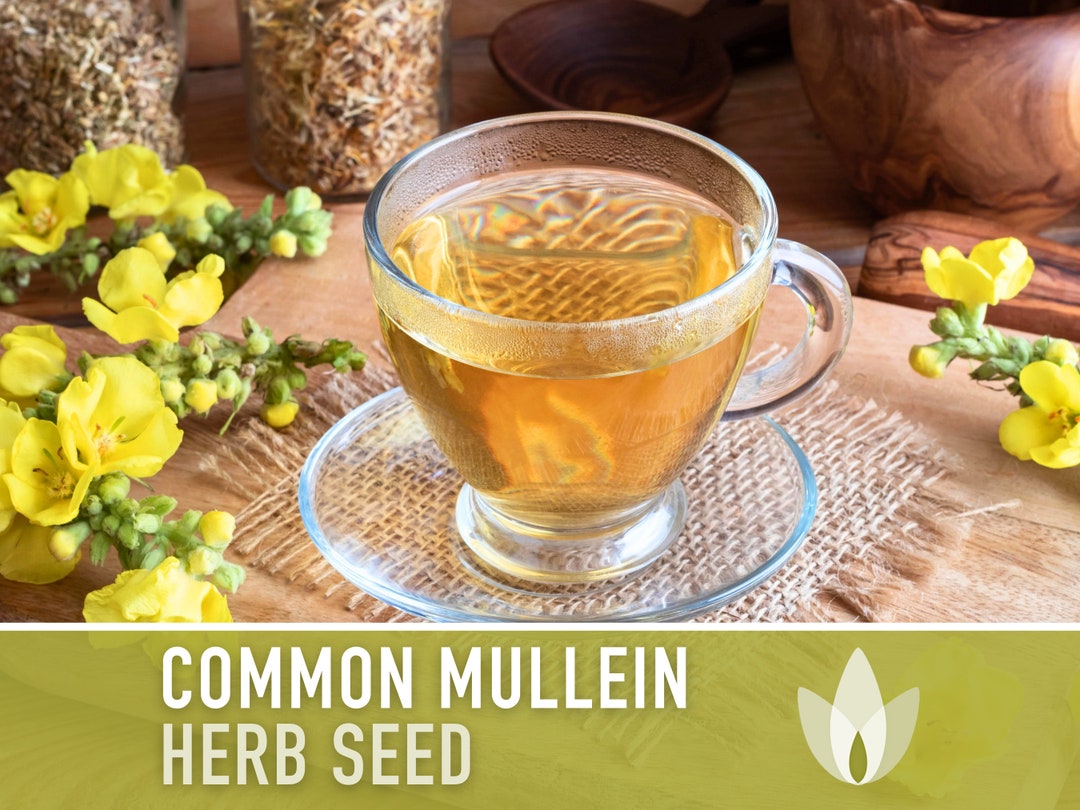 Common Mullein Seeds - Medicinal Herb Seeds, Heirloom Seeds, Verbascum ...