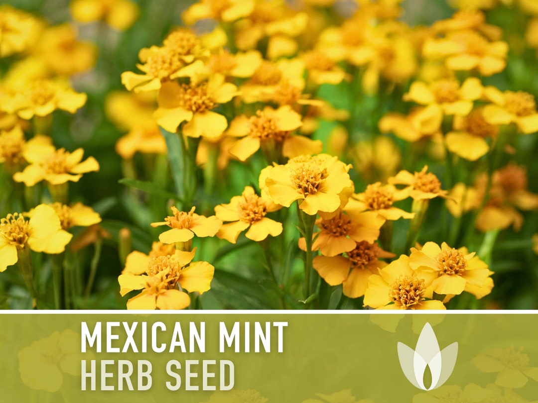 Mexican Mint Seeds - Heirloom Seeds, Mexican Tarragon, Marigold, Dried ...