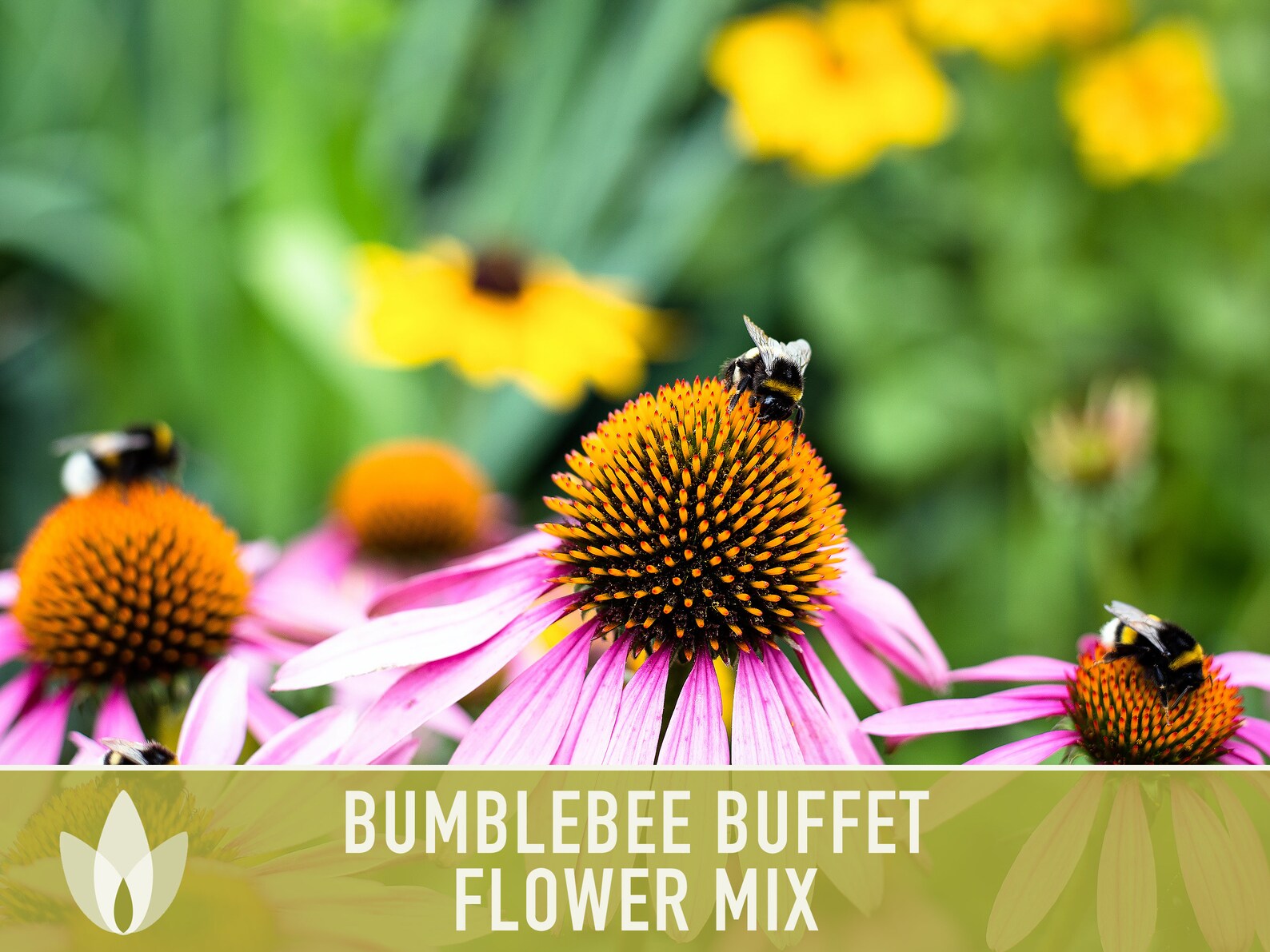 Bumblebee Buffet Flower Seed Mix Heirloom Seeds Wildflower - Etsy