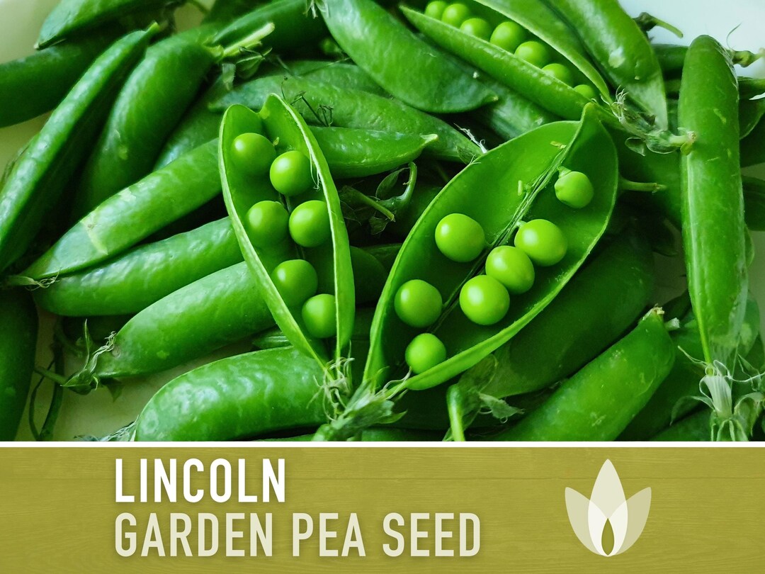 Lincoln Garden Pea Seeds - Heirloom, High Yield, Shelling Pea - Etsy