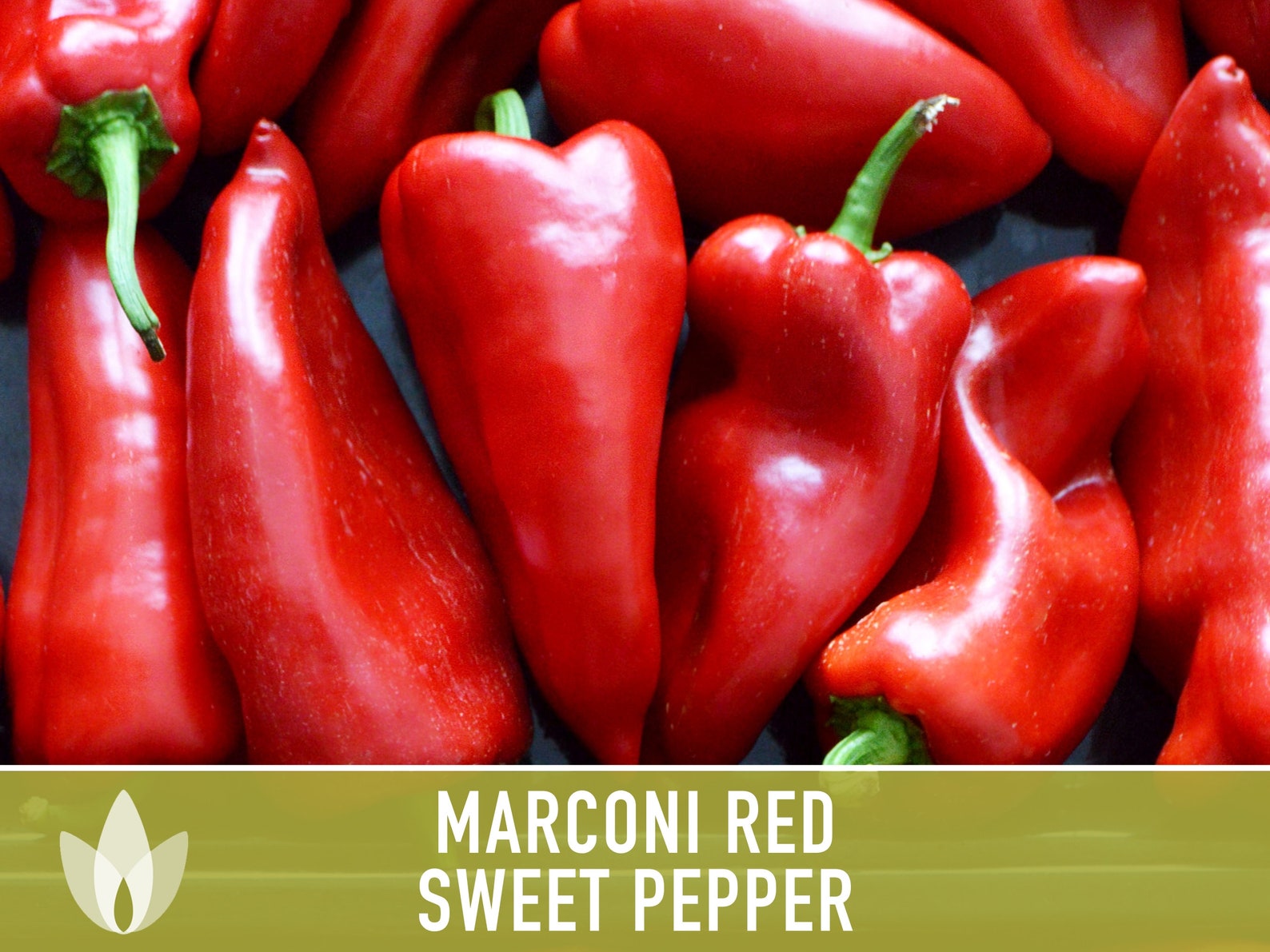Marconi Red Sweet Pepper Heirloom Seeds - Etsy