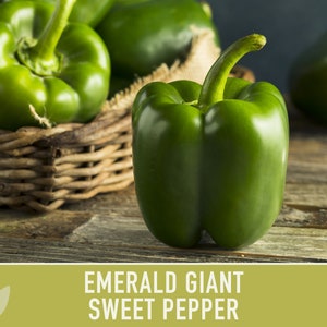 Emerald Giant Sweet Pepper Heirloom Seeds - Bell Pepper, Stuffed ...