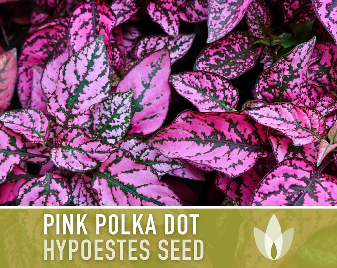 Hypoestes Splash Seeds Mix Polka Dot Plant 100 Seeds - Etsy