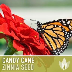 Zinnia, Candy Cane Mix Flower Seeds - Heirloom Seeds, Festive Red ...