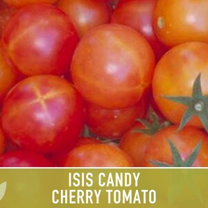 Isis Candy Cherry Tomato Heirloom Seeds - Salad Garden, Indeterminate ...