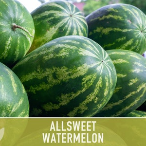 Allsweet Watermelon Heirloom Seeds - Non-gmo, Open Pollinated ...