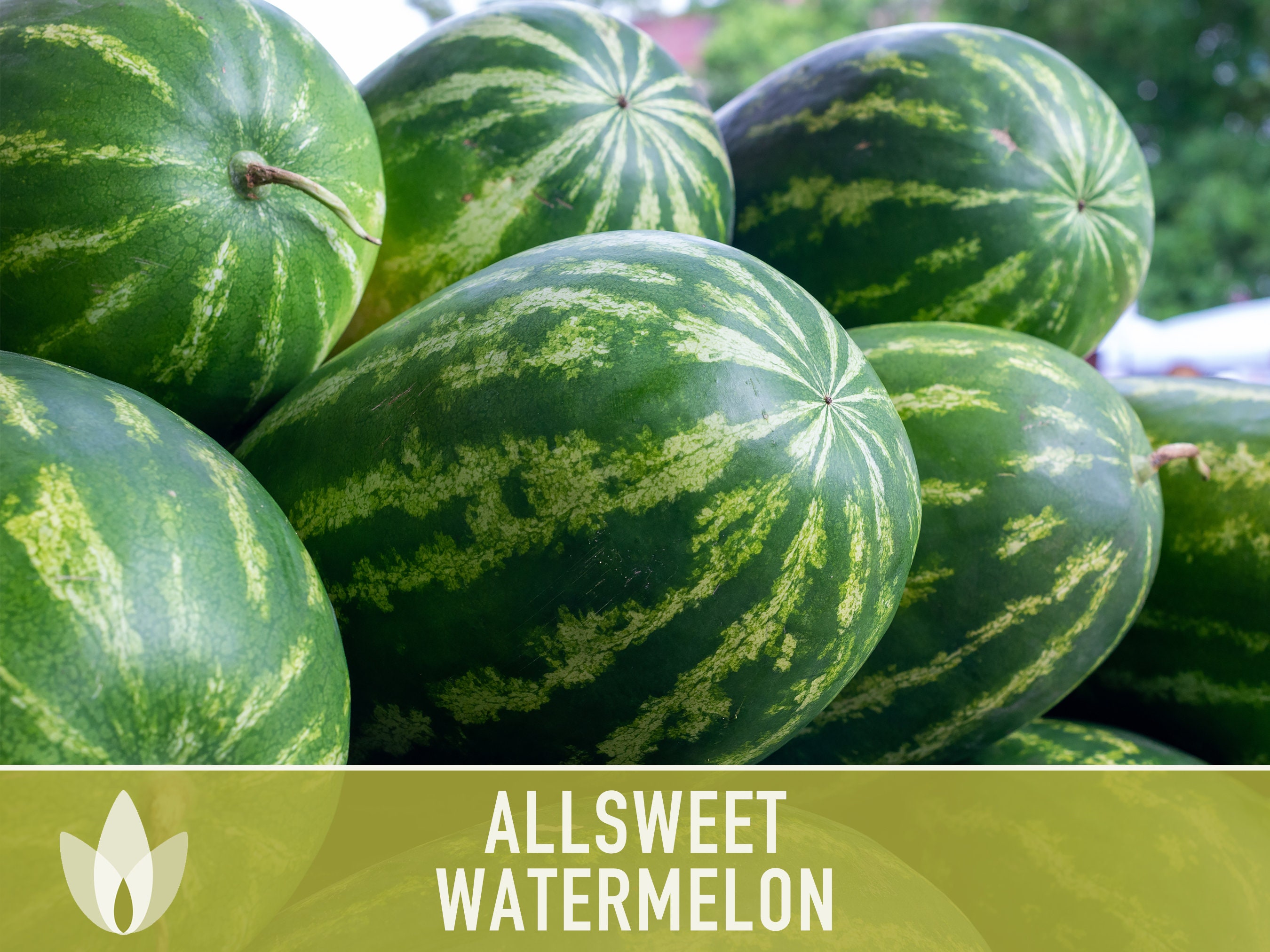 Allsweet Watermelon Heirloom Seeds - Non-gmo, Open Pollinated ...