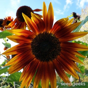 Autumn Beauty Sunflower Seeds Heirloom Seeds Seed Packets - Etsy