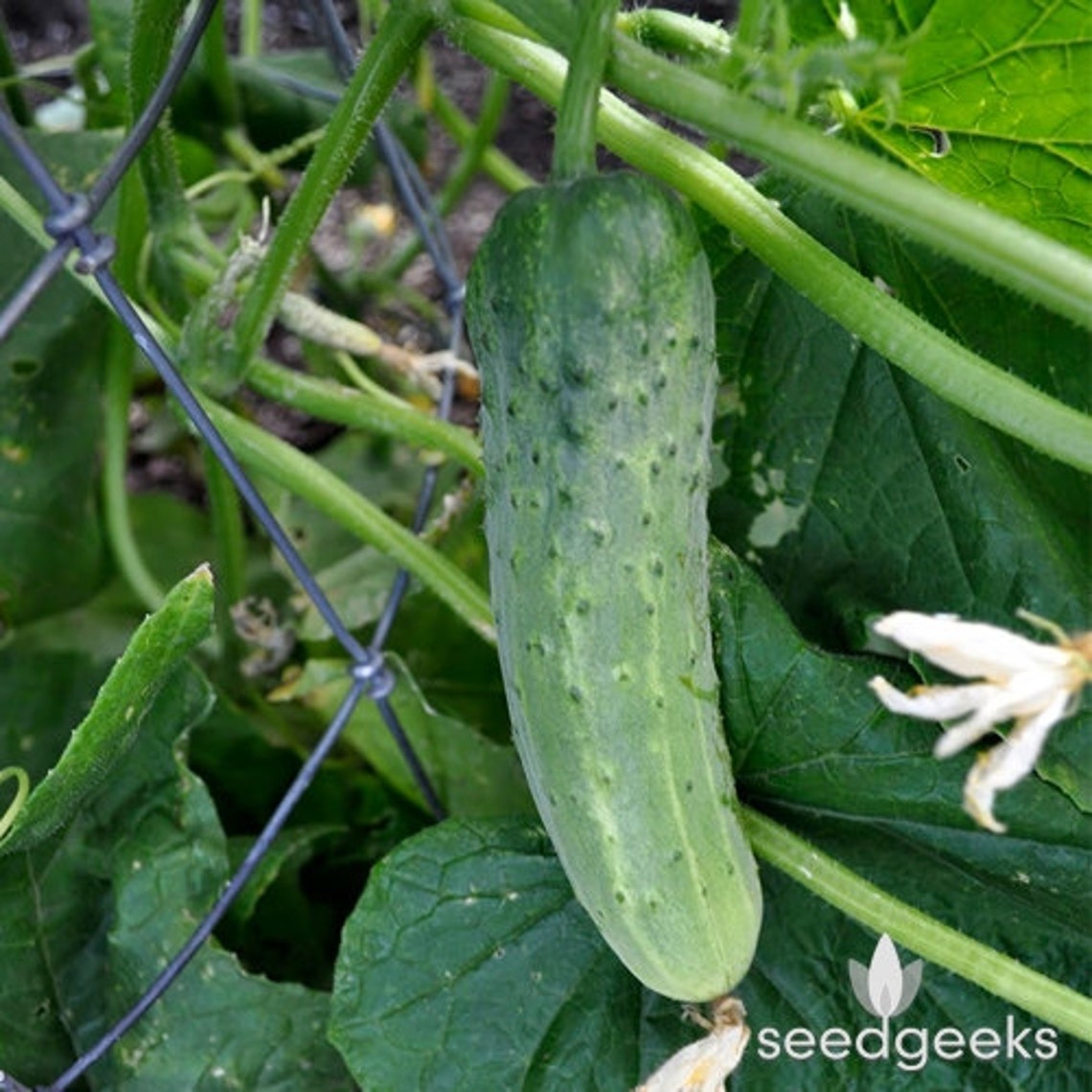 Straight Eight Cucumber Heirloom Seeds - Etsy