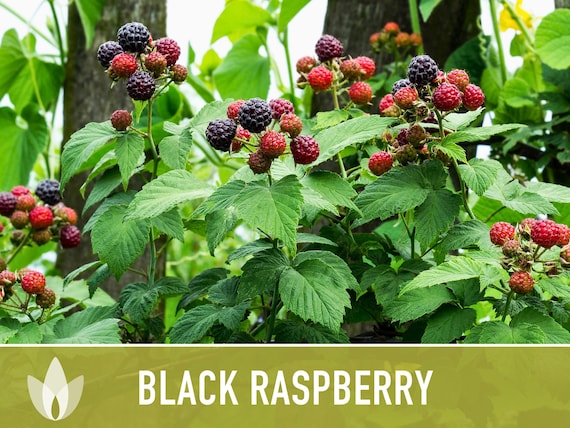 Plantas De Frambuesa Tradicionales Plantas De Frambuesas Al Mejor