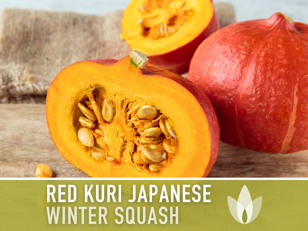 Red Kuri Japanese Winter Squash Heirloom Seeds - Etsy