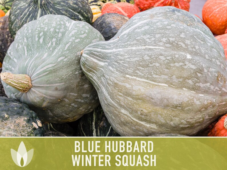 Blue Hubbard Winter Squash Heirloom Seeds - Etsy