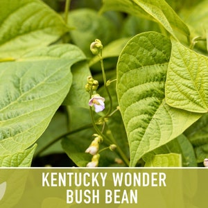 Kentucky Wonder Bush Bean Seeds - Heirloom Seeds, High Yield, Container ...