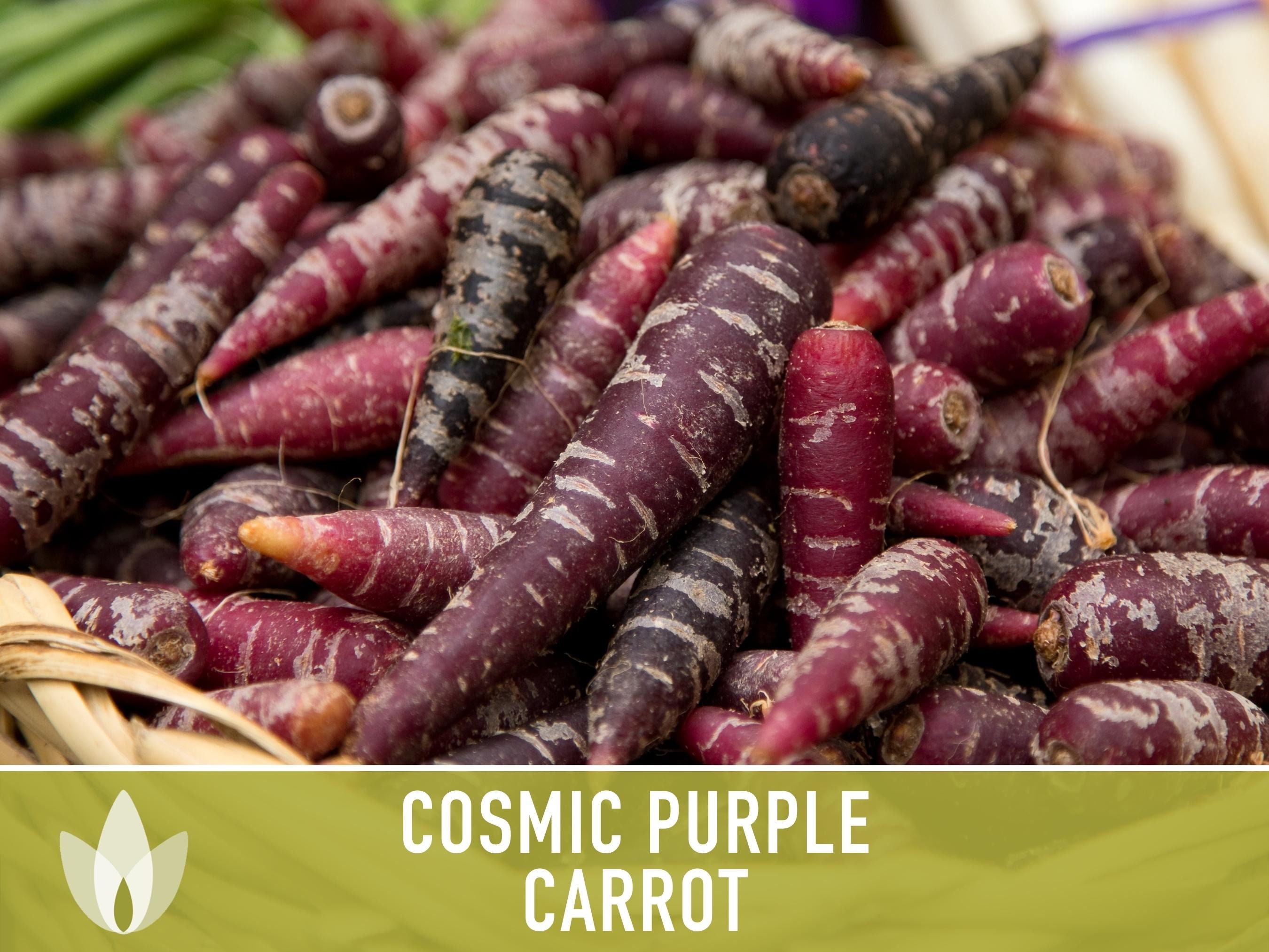 Cosmic Purple Carrot Heirloom Seeds - Etsy