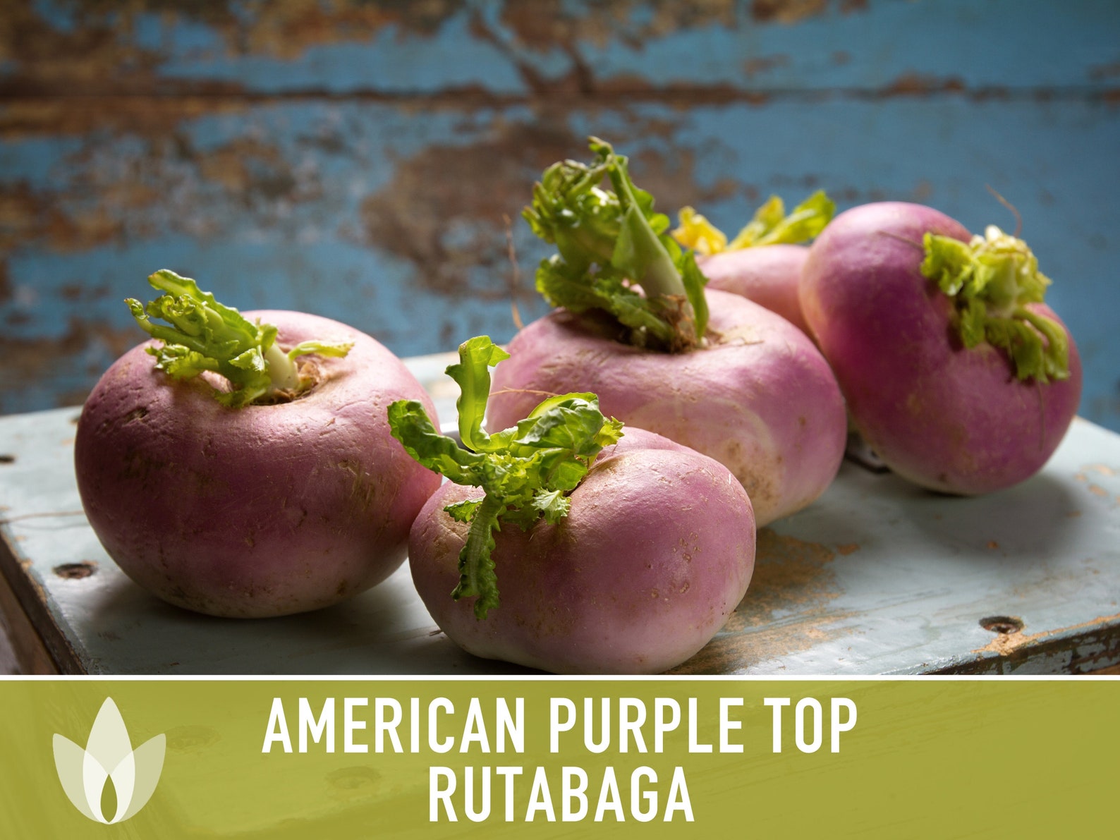 American Purple Top Rutabaga Heirloom Seeds - Root Vegetables, Fall ...