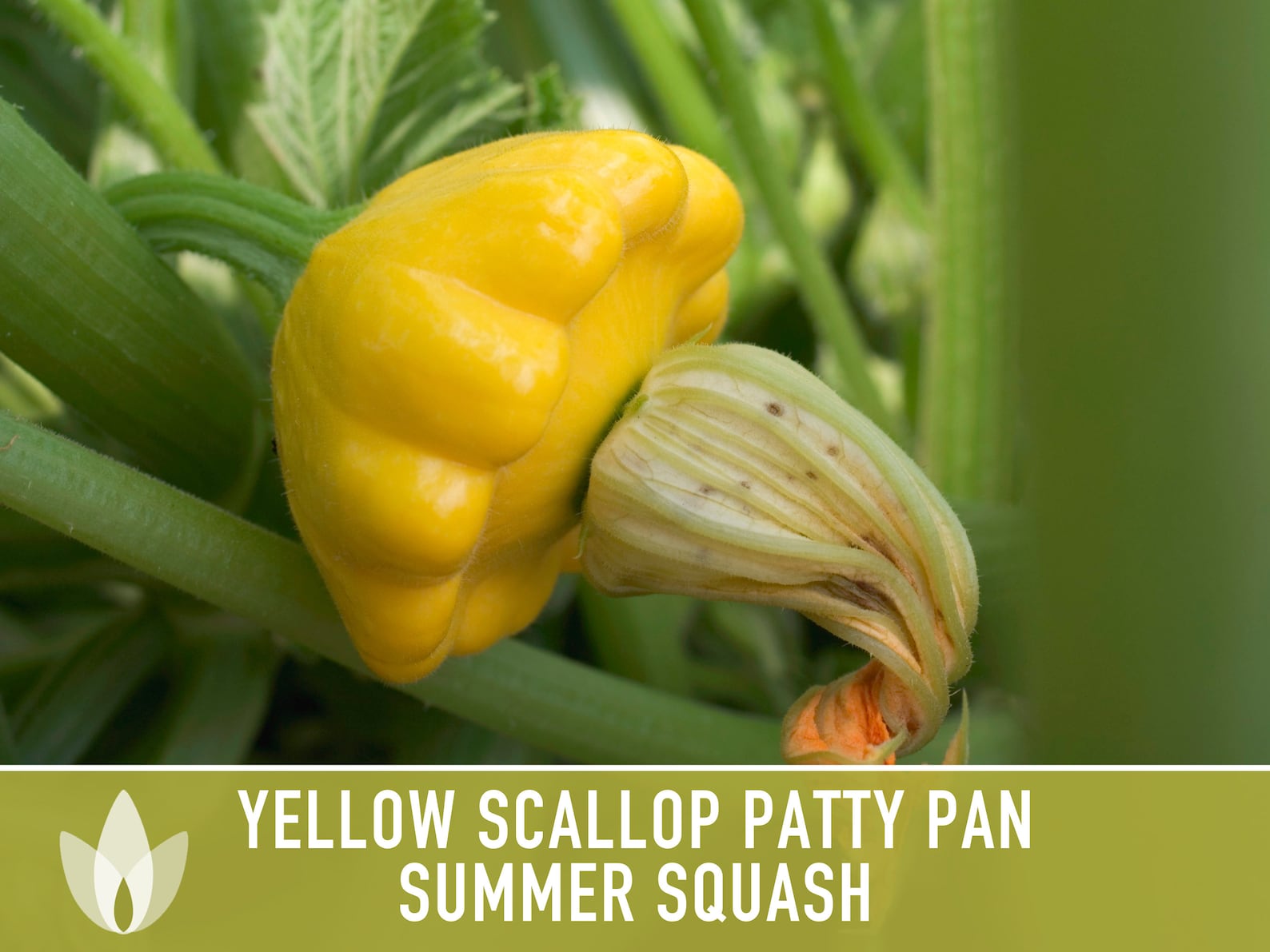 Yellow Scallop Patty Pan Bush Summer Squash Heirloom Seeds - Etsy