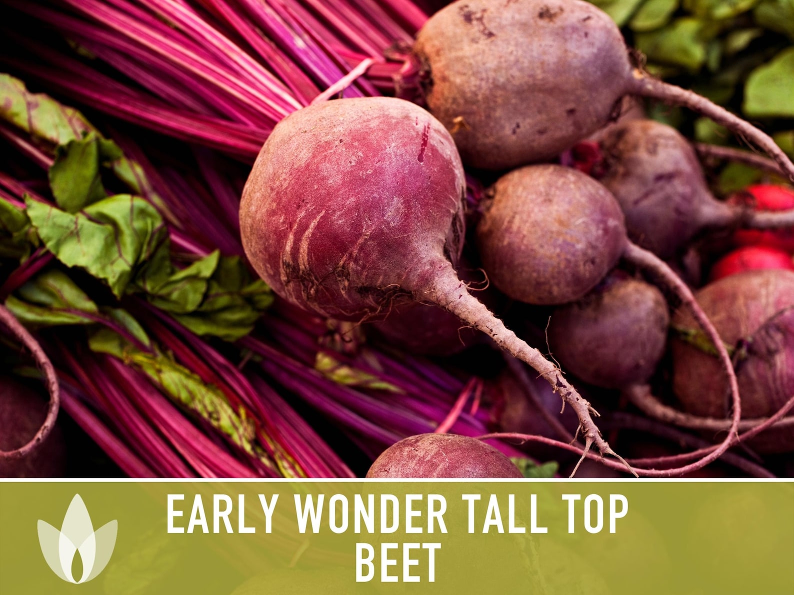 Early Wonder Tall Top Beet Heirloom Seeds - Etsy