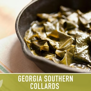 Georgia Southern Collards Heirloom Seeds - Collard Greens, Heat ...