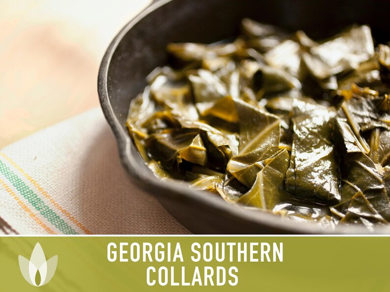 Georgia Southern Collards Heirloom Seeds - Collard Greens, Heat ...