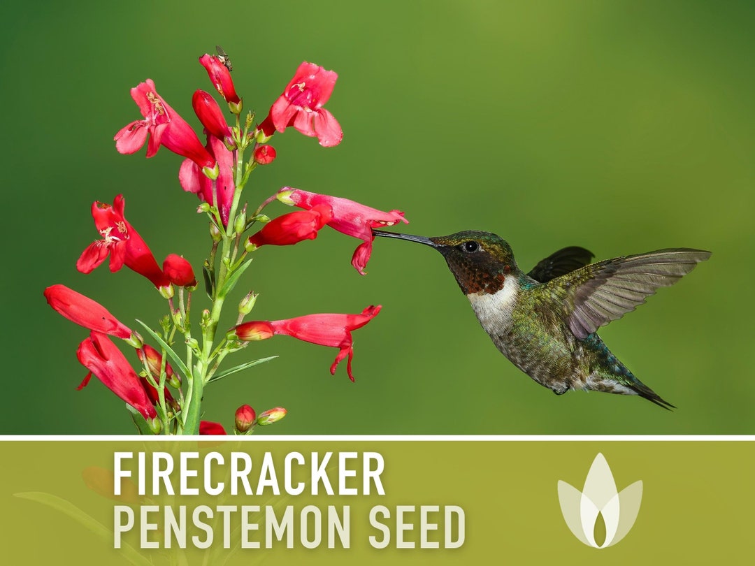 Firecracker Penstemon Seeds – Heirloom Wildflower, Pollinator Garden - Etsy