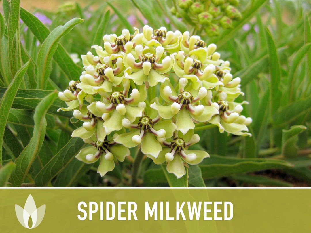 Spider Milkweed Seeds Asclepias Viridis Heirloom Seeds - Etsy