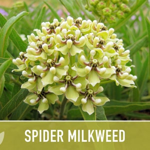 Spider Milkweed Seeds Asclepias Viridis Heirloom Seeds - Etsy