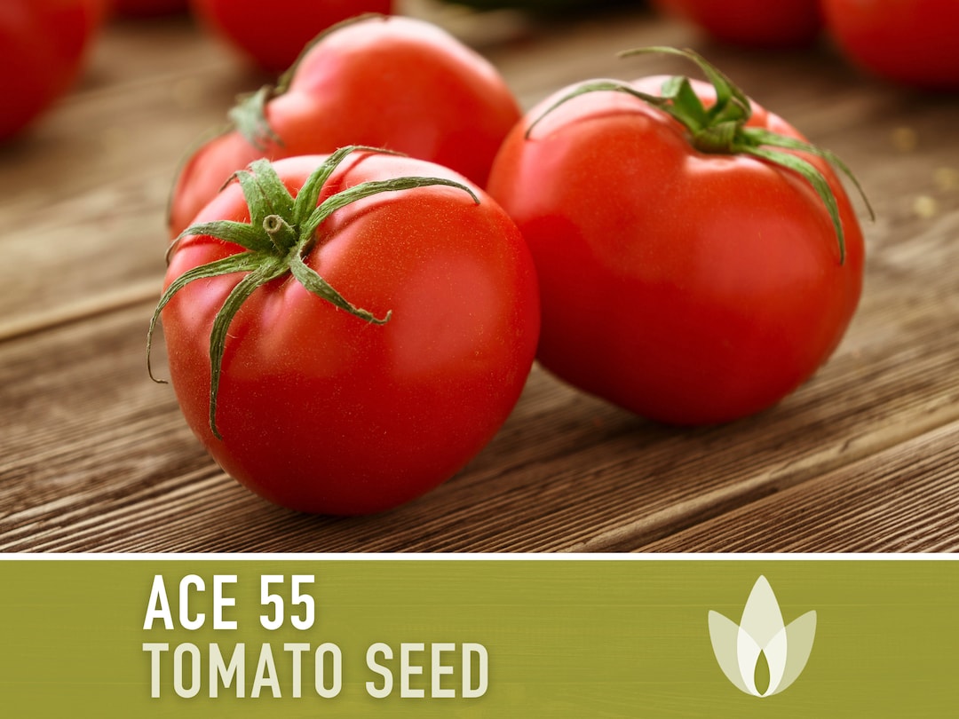Ace 55 Tomato Seeds - 30 Heirloom Seeds, Determinate, Paste Tomato ...