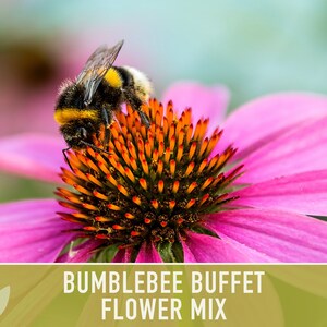 Bumblebee Buffet Flower Seed Mix - Heirloom Seeds, Wildflower Mix ...