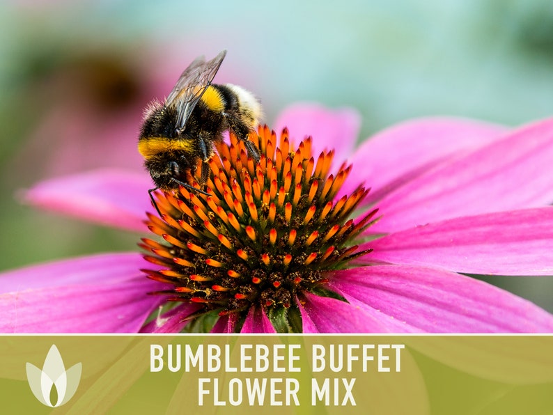 Bumblebee Buffet Flower Seed Mix Heirloom Seeds Wildflower - Etsy