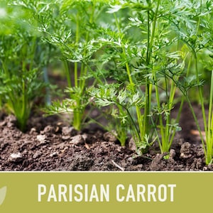 Parisian Carrot Heirloom Seeds - Baby Carrots, Canning Carrots ...