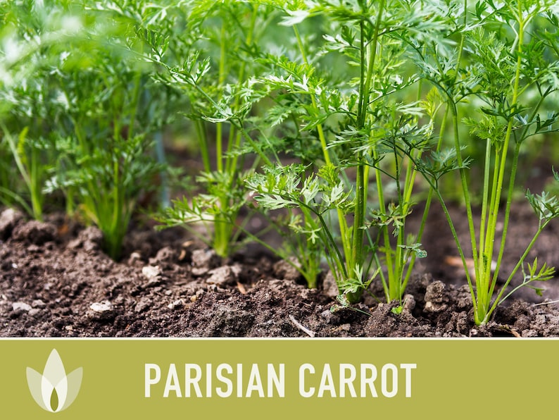 Parisian Carrot Heirloom Seeds Baby Carrots Canning - Etsy