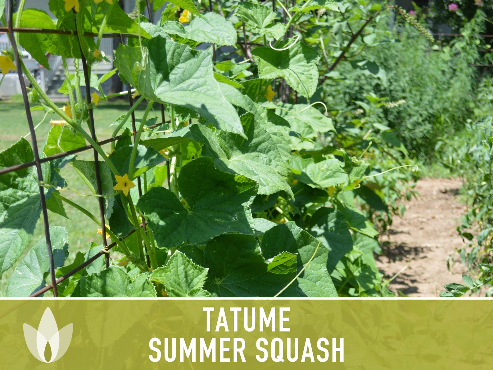 Tatume Summer Squash Seeds Heirloom Tatuma Calabacita - Etsy