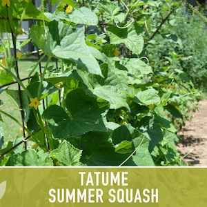 Tatume Summer Squash Seeds - Heirloom, Tatuma, Calabacita, Drought ...