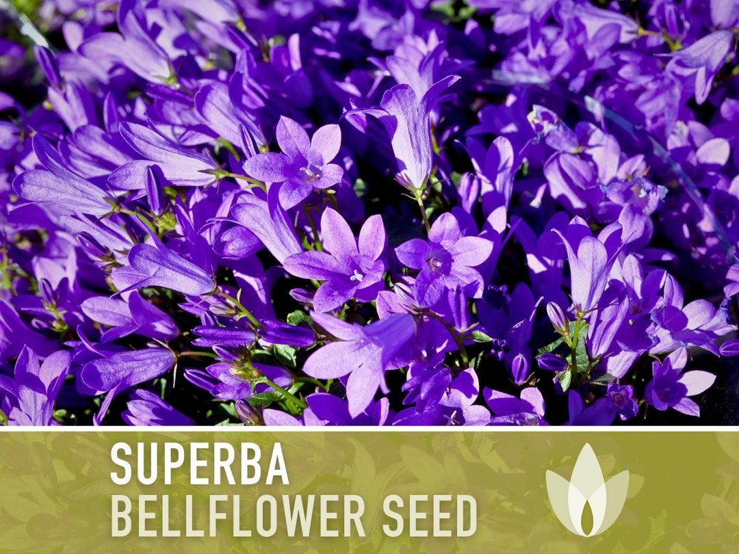 Superba Bellflower Flower Seeds - Heirloom Seeds, Clustered Bellflower ...