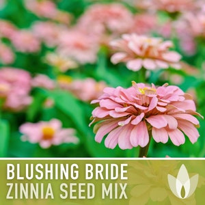 Zinnia, Blushing Bride Flower Seed Mix Heirloom Seeds, Zinnia Flower ...
