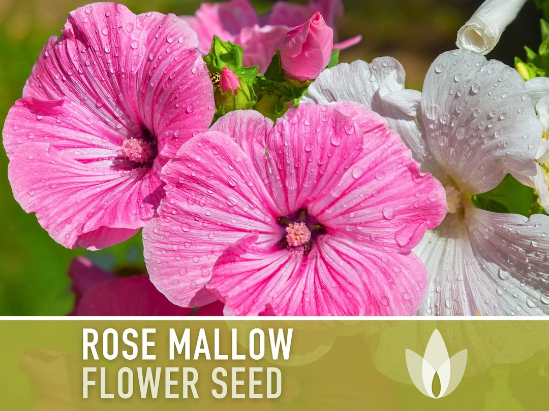 Rose Mallow Flower Seeds - Heirloom Seeds, Tree Mallow Seeds, Hibiscus ...