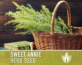 Artemisia Annua | Sweet Wormwood | Sweet Annie Plant - Etsy