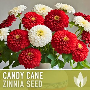 Zinnia, Candy Cane Mix Flower Seeds - Heirloom Seeds, Festive Red ...