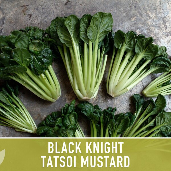 Chijimisai Seeds - Etsy