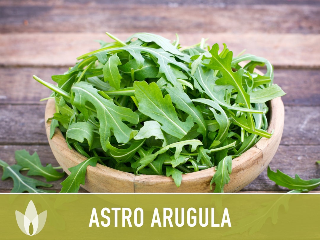 Astro Arugula Seeds Heirloom Seeds Fresh Salad Microgreen - Etsy