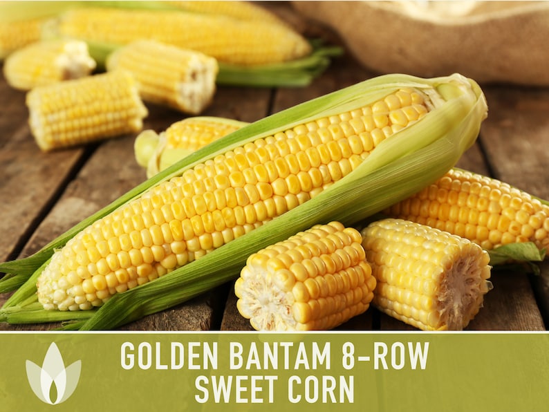 Golden Bantam 8-row Sweet Corn Heirloom Seeds Non-gmo Open - Etsy