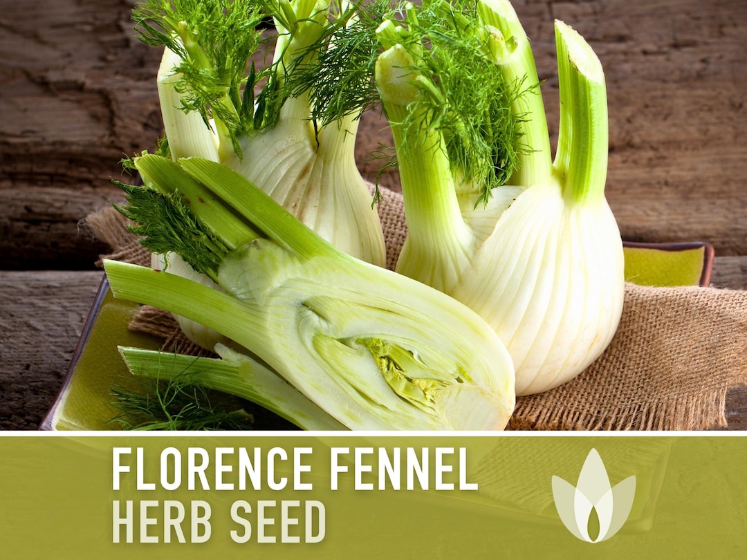 Florence Fennel Heirloom Seeds - Non-gmo, Medicinal Herb, Culinary Herb ...