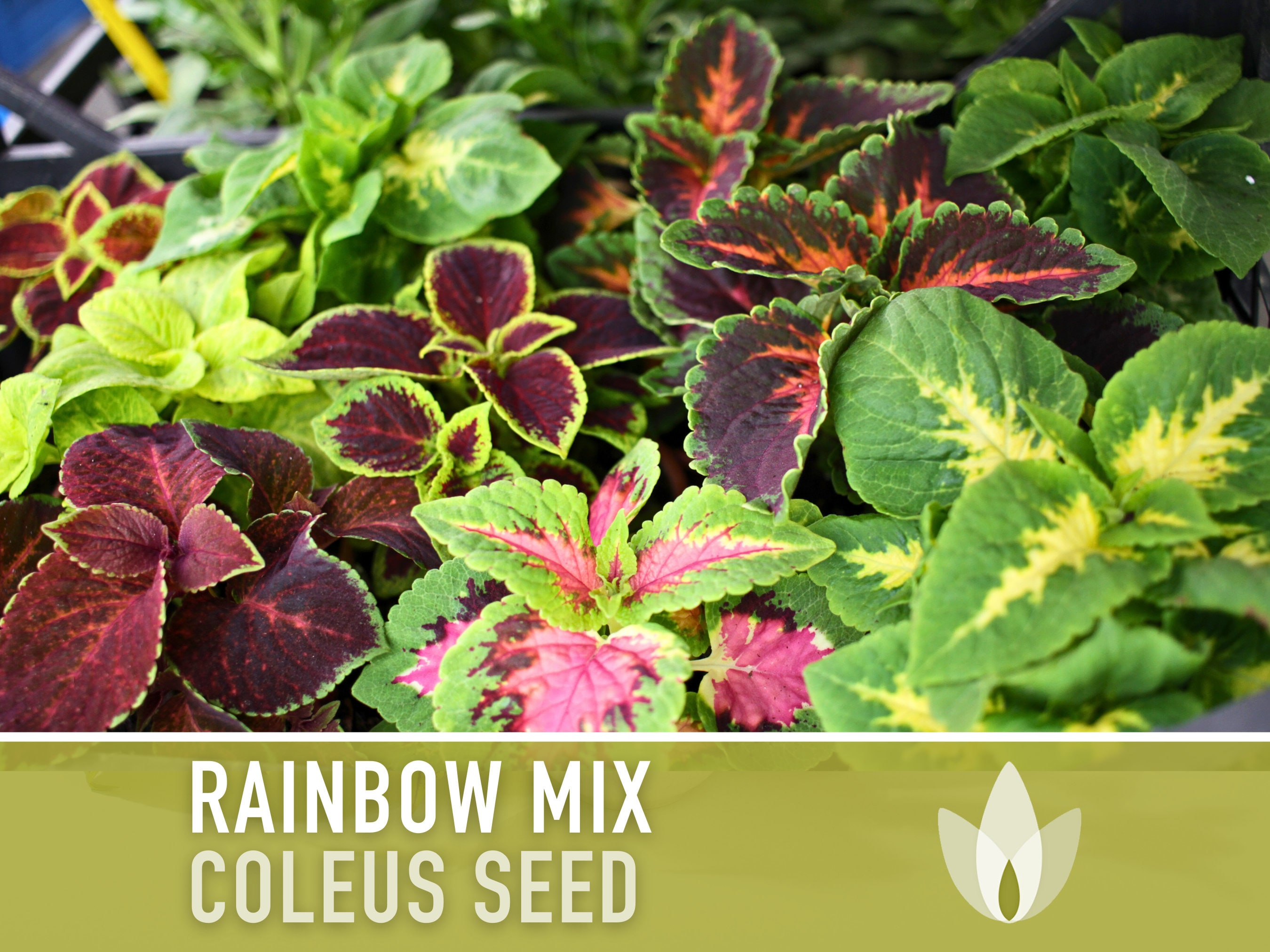 Rainbow Coleus Flower Seed | 100+ Seeds, Shade Garden, Indoor ...